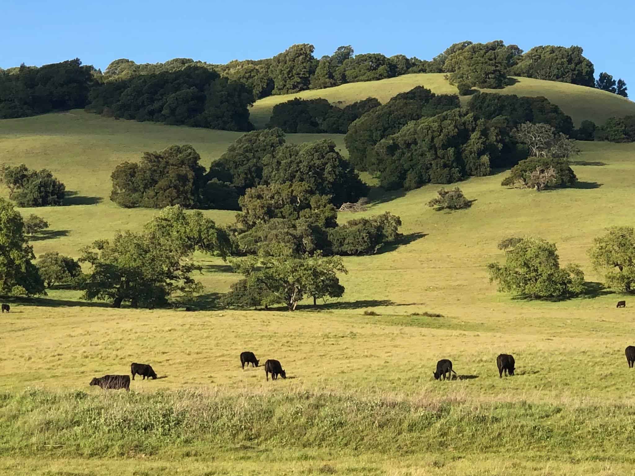 Mount Burdell - Tour of Novato